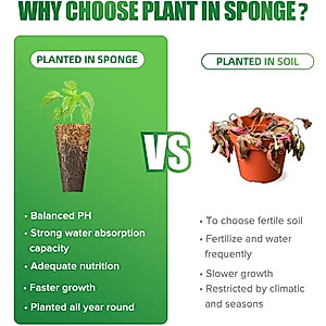 Wosnows Seed Pods Kit for Hydroponics Growing System, Seed Starter Pods with 12pcs Grow Sponges, 12pcs Plastic Covers, 12pcs Baskets Kit, Hydroponics Garden Kit Replacements for Plant Germination