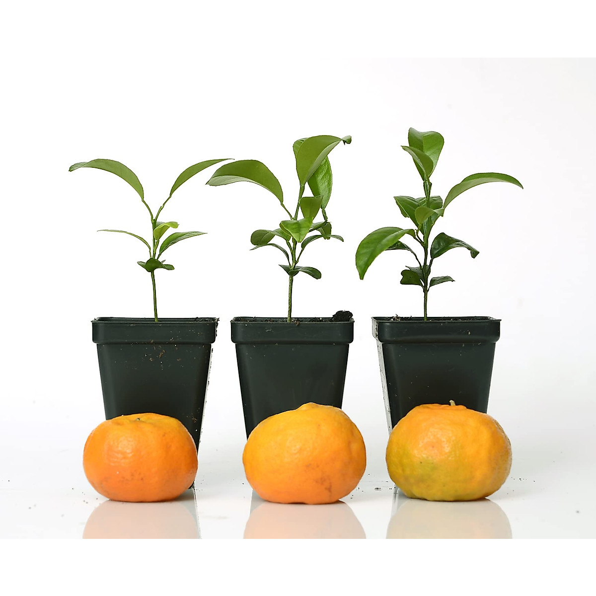 Gerald Winters and Son Satsuma Mandarin Tree Starter Plant. Citrus unshiu. 3'' - 5''