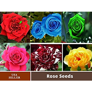 30 Seeds| Muti- Color Mix Rose Seeds#1060-Authentic Seeds-Flowers-Seeds-Rose Seeds-Herb Seeds-Vegetable Seeds-Mix Seeds for Plant- B3G1