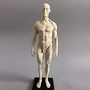 11inch Human Anatomical Model Art Mannequin Musculoskeletal Structure of Painting Sculpture White Body （Male+Female ）