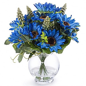 SeedCoast Blue Sunflower Seeds for Planting - Non-GMO Heirloom Organic Rare Ornamental Sunflower Seeds to Plant Home Garden Yard Farm Bulk of 50 Seeds