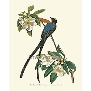 Bird Print Wall Art Set of 4 Prints Beautiful James Audubon Titmouth Fork-tailed Flycatcher Blue Bird Bluebirds Indigo Bird on Pine Tree Blooming Magnolia Flower Home Room Decor Unframed