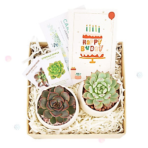 Happy Birthday Gift Box (1 Airplant, 1 Succulent) - Unique Birthday Gifts for Mom, Sister, Daughter, Her, Coworker, Wife, Girlfriend, Plant Lovers