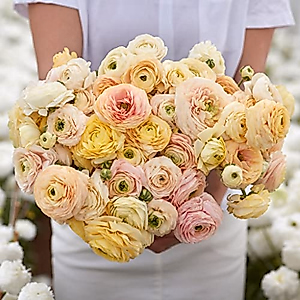 Ranunculus Bulbs - Wedding Pastel - 40 Bulbs - Mixed Flower Bulbs, Corm Attracts Bees, Attracts Pollinators, Easy to Grow & Maintain, Fragrant, Container Garden