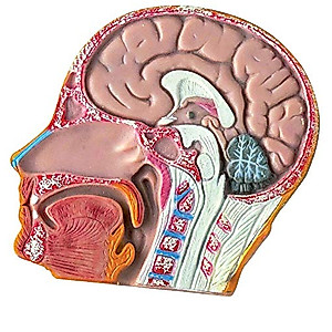 hand2mind 19 Inch Tabletop Human Torso Model, Anatomically Accurate Kit, 10 Removable Human Organs, Anatomy Model for Kids, Human Anatomy Torso Model, Science School Supplies, Trachea Model