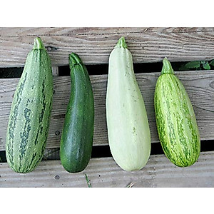This is a Mix!!! 50+ Zucchini and Squash Mix Seeds 12 Varieties Non-GMO Delicious Grown in USA. Rare Super Profilic