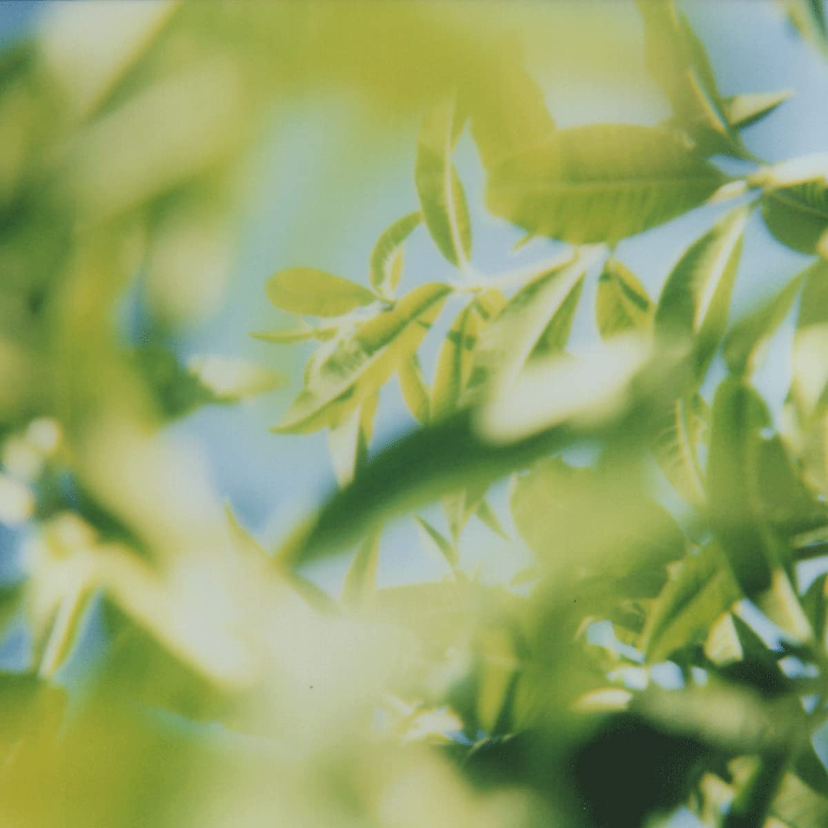 L'OCCITANE Verbena Body Lotion: Refreshing Lemon Scent, Softening, Moisturizing, Shea Butter & Organic Verbena Leaf Extract, Vegan