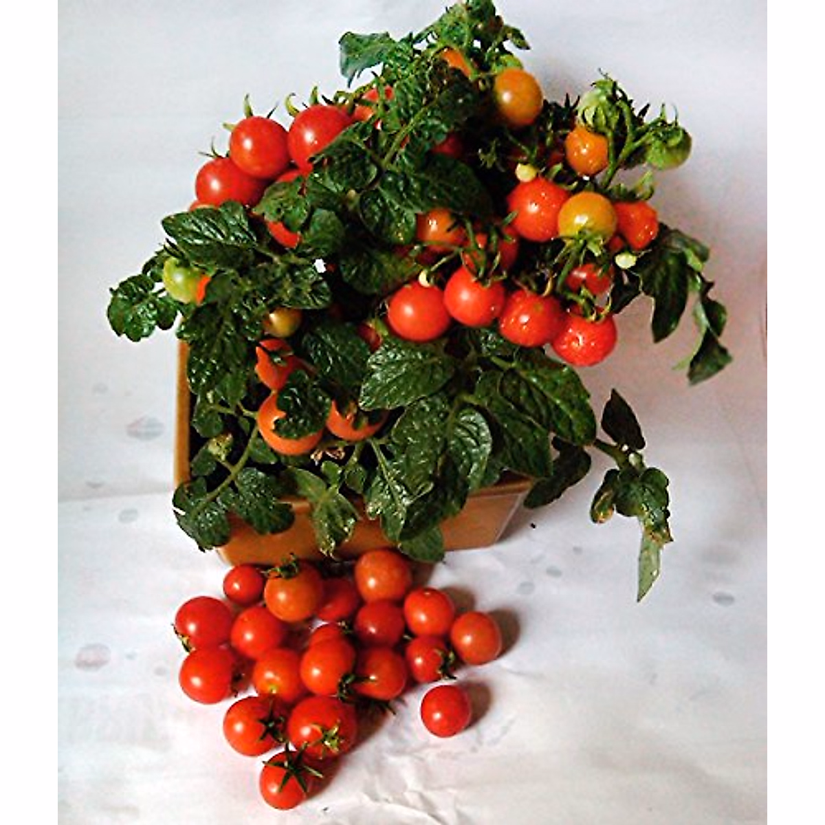 30+ Dwarf Red Robin Tomato Seeds, Heirloom Non-GMO, Sweet, Low Acid, Determinate, Open-Pollinated, Delicious, Lycopersicon lycopersicum, from USA