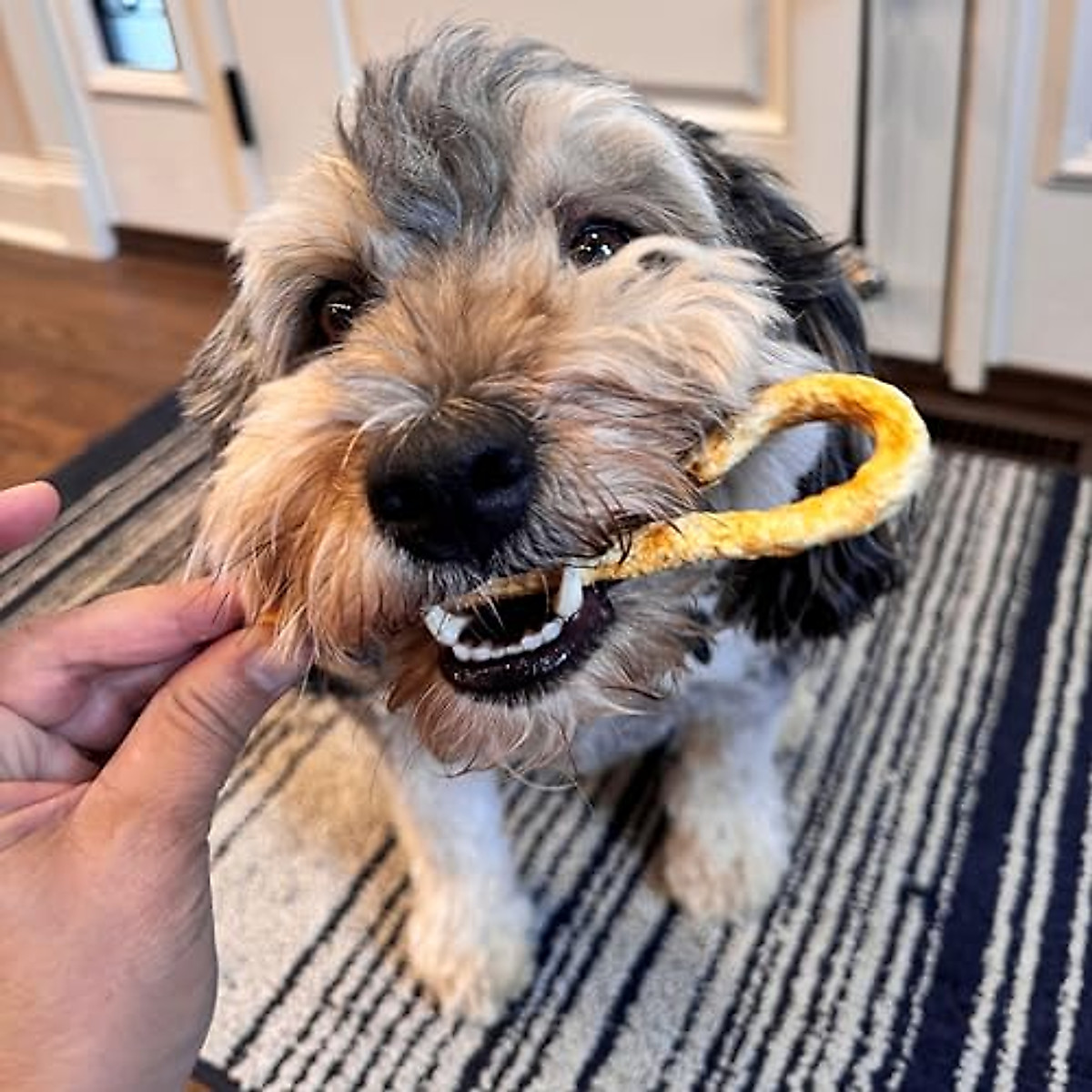 Fieldcrest Farms Nothin' to Hide Mini Holiday Candy Cane Chicken Flavor Dog Chews, Rawhide-Free, Easily Digestible, Long-Lasting, All-Natural Treats for Moderate Chewers up to 15lbs, 6-Ct