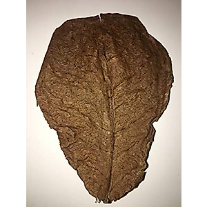 Awesome Aquatic Betta / Shrimp Leaves 50 4"-6" Premium Catappa Indian Almond Leaves Natural Habitat Tannin Producing Improves Immunity, Easy to USE