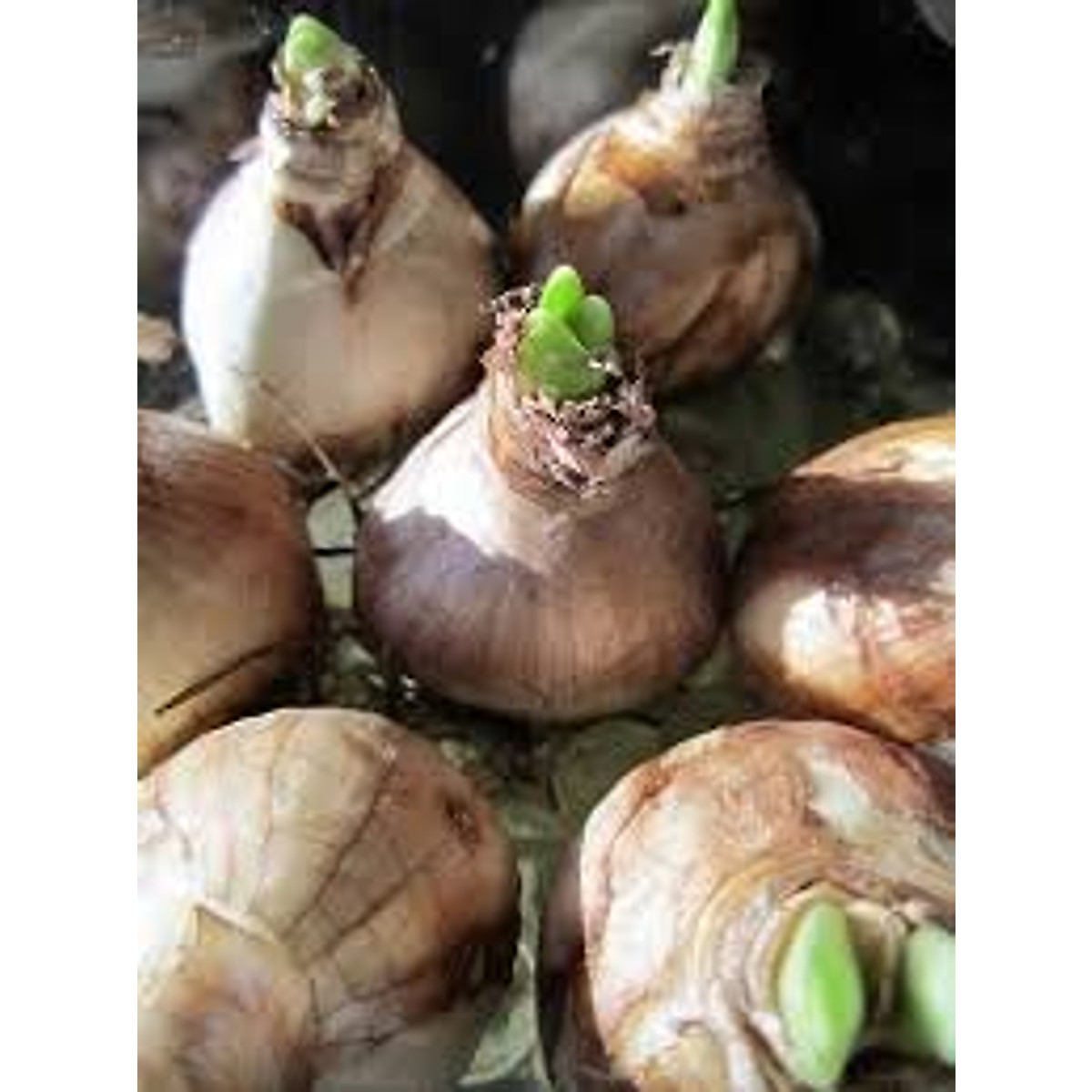 Mixed Daffodils (25 Bulbs) - Assorted Colors Daffodil Narcissus Bulbs by Willard & May