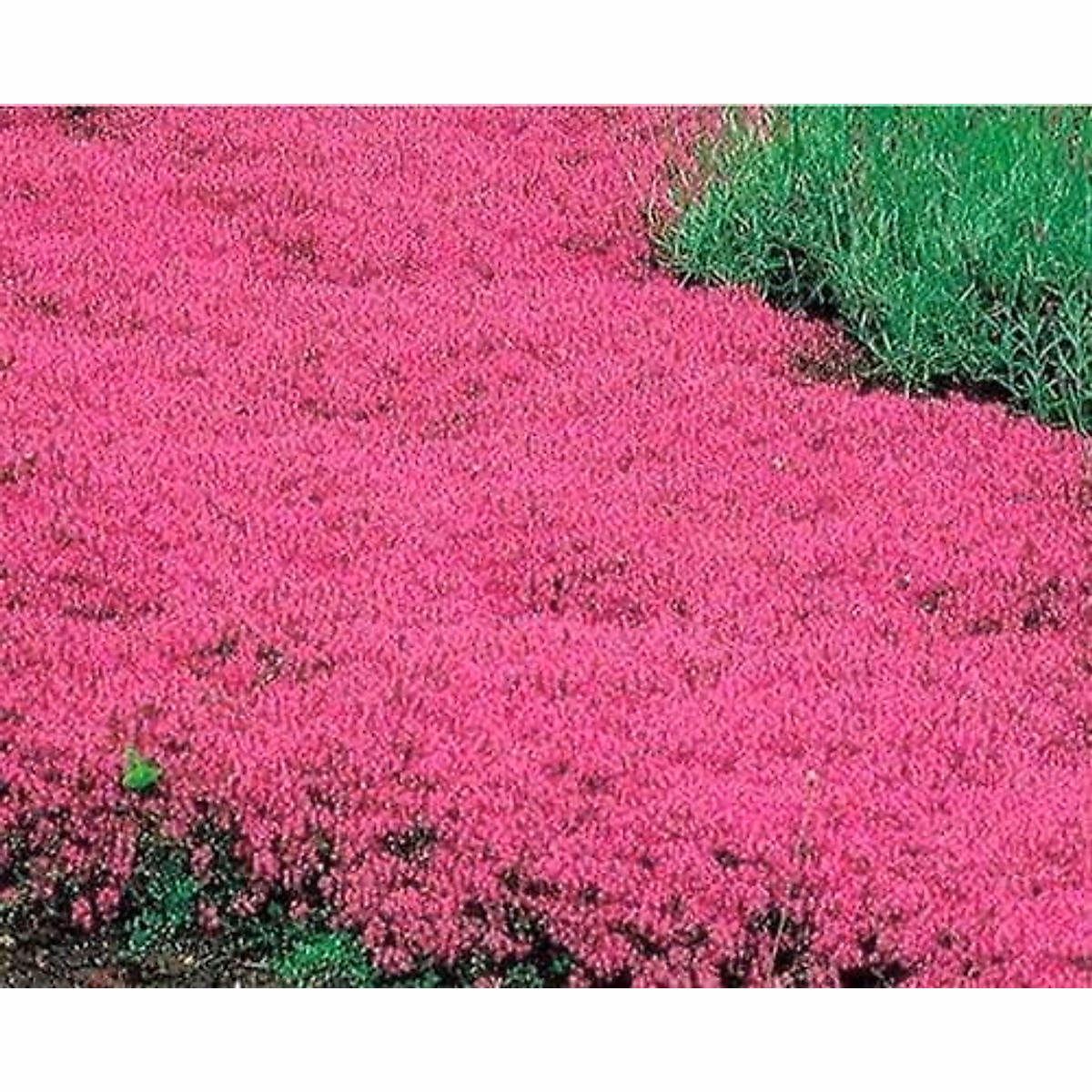 Creeping Thyme Seeds for Planting - 20000+ Magic Creeping Thyme Seeds Ground Cover Plants Heirloom Flowers Non-GMO Perennial Thymus Serpyllum Seeds