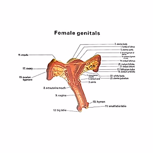 QWORK Human Female Uterus and Ovary Model, Female Genital Organ, Reproductive Organ Model, Uterine Medical Teaching Anatomical Gynecology Uterus and Ovary Model, Human Anatomy Replica