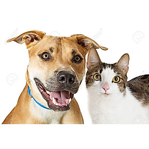 I LOVE MY PETS LLC Dog Gum Infection - PET Teeth Health Complex - Dogs and Cats - Premium Care - Vitamin c for Dogs Pills - 2 Bottle (120 Treats)