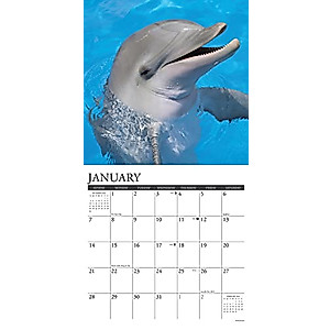 Willow Creek Press Dolphins 2024 12" x 12" Wall Calendar