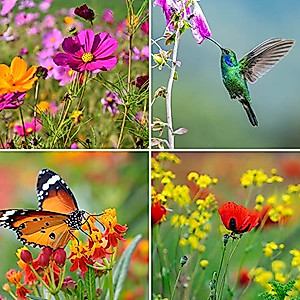 Bulk Wildflower Seeds Variety Pack - 5 Large Packets 5 Different Mixes - Over 1/4 Pound - More Than 30,000 Open Pollinated Seeds