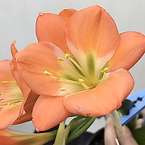 QAUZUY GARDEN 500 Seeds Muti-Colored Statice Flowers Seeds Showy Everlasting Garden Cut Flowers for Dried Arrangements & Bouquets