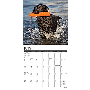 Willow Creek Press Labs Monthly 2024 Wall Calendar (12" x 12")