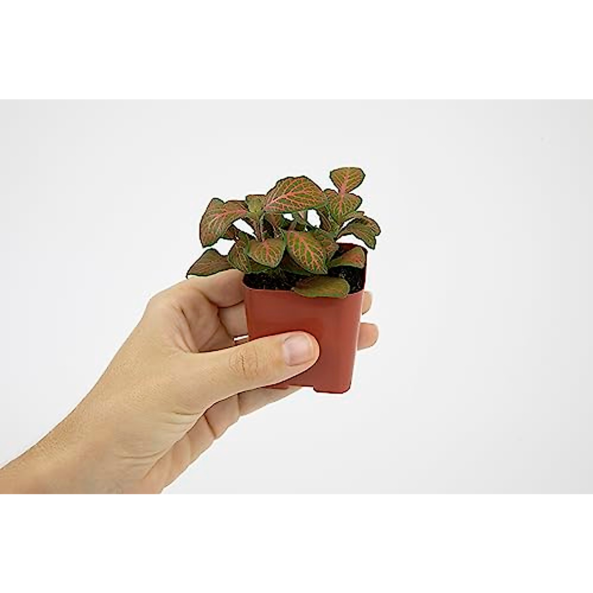 Altman Plants Live Houseplants (12PK), Indoor Plants for Delivery Prime, Live Plants and Gardening Gifts for Plant Lovers, Planters for Indoor Plants with Potting Soil, Live House Plants Indoors Live