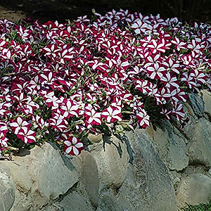 Outsidepride Burgundy Star Easy Wave Petunia Spreading Garden Flowers for Hanging Baskets, Pots, Containers, Beds - 30 Seeds