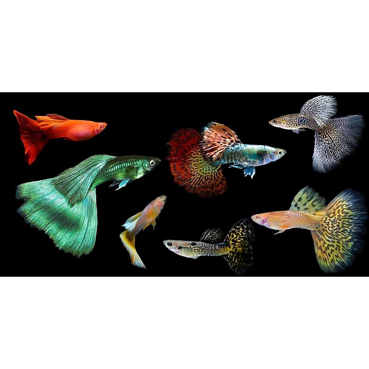 Live Guppies - Guppy Pair (2) Pack Assorted Color Live Aquarium Guppy Fish - 1 Male, 1 Female