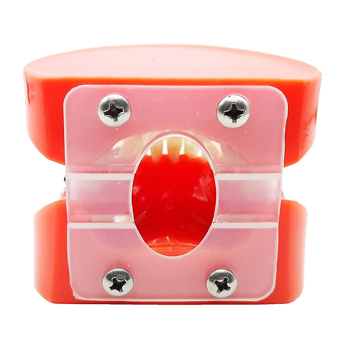 Dental Typodont With Metal Brackets Orthodontic Teeth Model With Ligature Ties Red