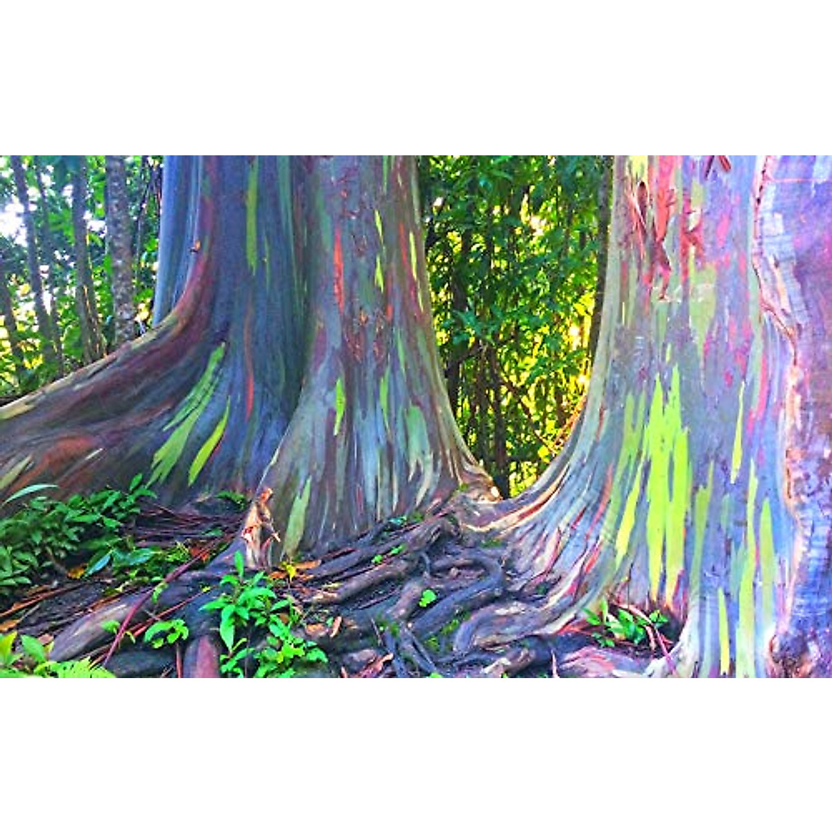 1-1000pcs Rainbow Eucalyptus Tree Seeds Indonesian Gum Mindanao Binacag Sarassa 0128 (25+ Seeds)