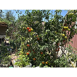 Flosage NPKure, 4-2-2 NPK, Chicken Manure Pellets, All-Purpose, All-Natural Fertilizer, Organic, Do Not Burn Roots, for Common Crops, 3 Pounds