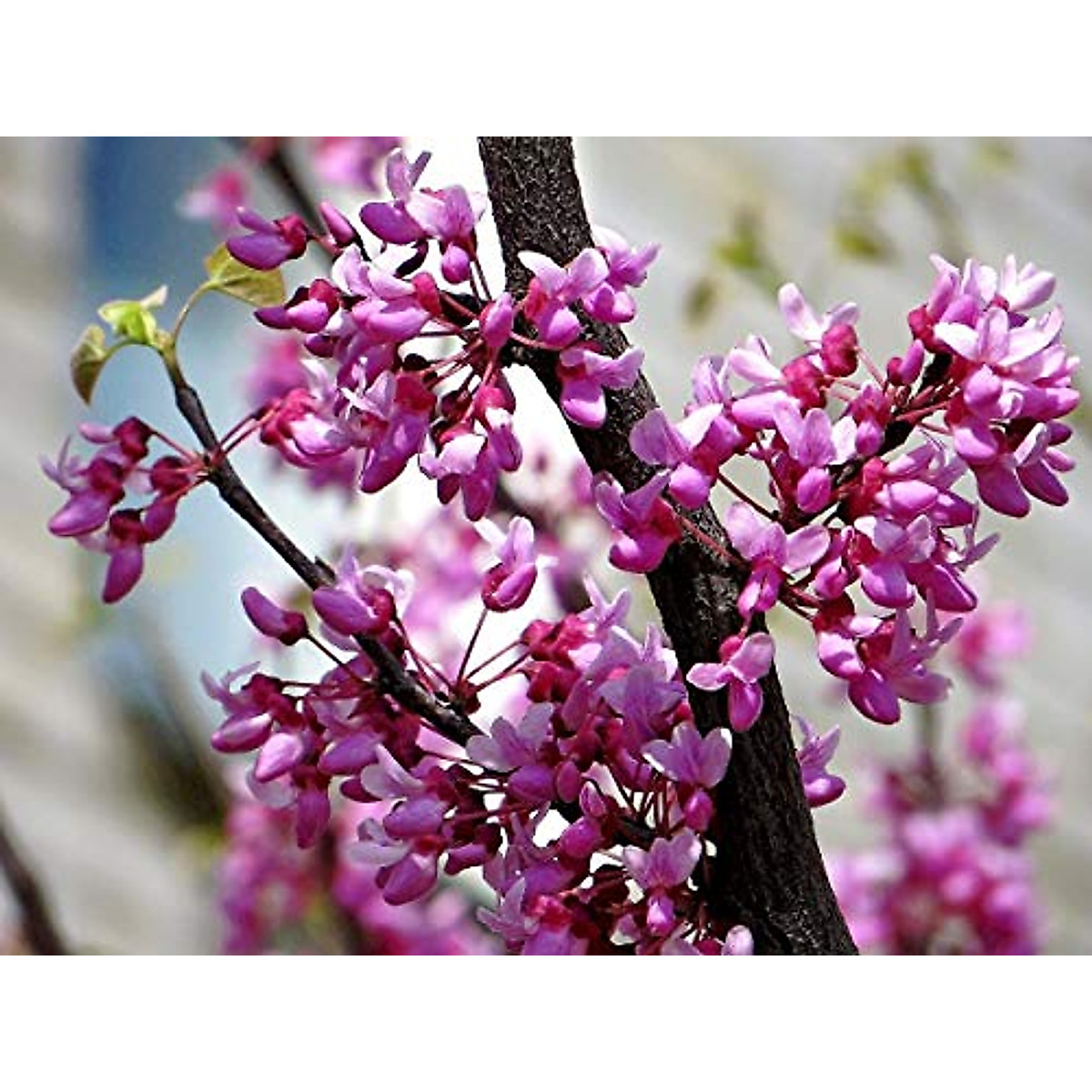 Judas Tree Bonsai European Redbud Tree of Love Flowering Cercis Siliquastrum Sakura 15 Seeds for Planting