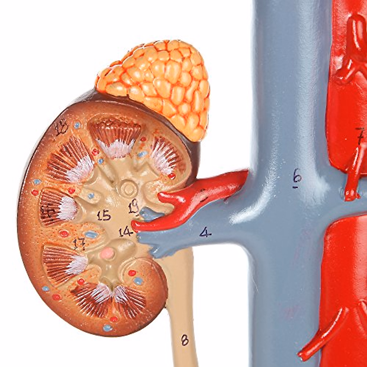 Axis Scientific Anatomy Model of Male Urinary System | Urinary System Model is 13.5 Inches Tall | Features Kidneys with Adrenal Glands, Ureters, and Bladder | Includes Product Manual