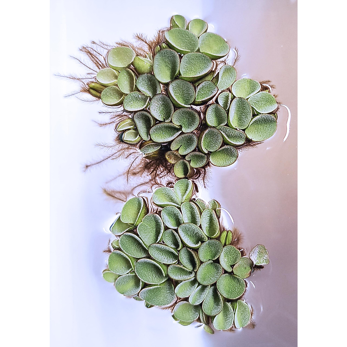 50+ Leaves Asian Watermoss (Salvinia cucullata) Live Aquarium Plant - Floating Aquatic Plant for Natural Fish Tank Decor and Oxygenation - Easy Care Aquatic Plants for Your Tank