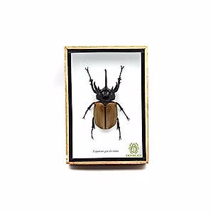 TAXIBUGS Rare Giant 5 Horn Rhino/Rhinoceros Beetle, Eupatorus gracilicornis, Taxidermy Insect Box Entomology Gift (Wooden Box)