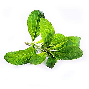 100pcs/bag Stevia Flores Seeds Stevia Herbs plantas Seeds Plant Plante Green Herb Stevia rebaudiana Semillas for Garden Planting