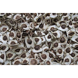 100+ Organic Moringa Seeds| Best for Planting & Gardening| High Yield Fully Matured Black Seeds|Semillas De Moringa| Antioxidant Rich Superfood - Mogo