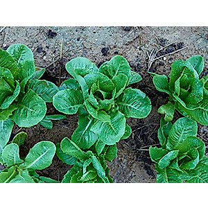 3000 Parris Island Cos Romaine Lettuce Seeds - 4+ Grams - Heirloom Non-GMO USA Grown Premium Vegetable Seeds for Planting - by RDR Seeds