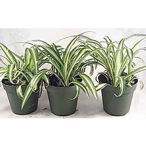 Ocean Spider Plant - 4'' Pot 3 Pack for Better Growth - Cleans the Air/Easy to Grow by Jmbamboo