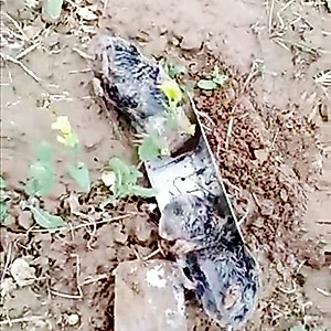 DSQSTMR Mole Traps That Work Gopher Squirrel Spring Best Rat Trap Outdoor Vole for Lawns Easy Reusable Smart Snare Trapping