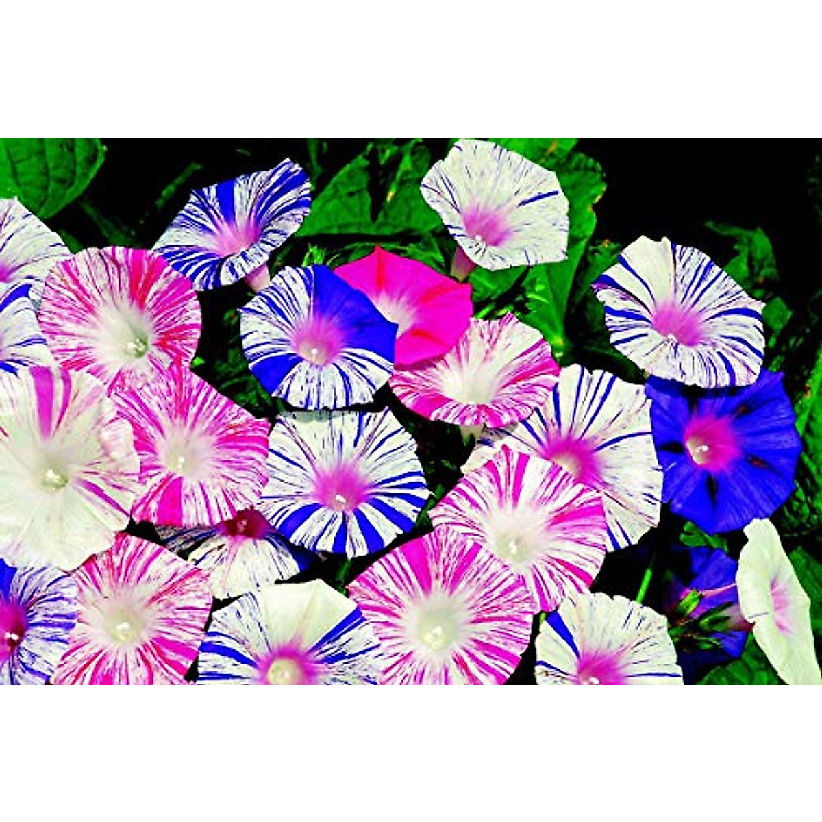 RAISE ME UP: Seeds Morning Glory Harlequin Mix Annual Flowers