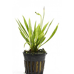 4 Potted Live Aquarium Plants Bundle - Anubia, Amazon Sword, Kleiner Bar, Narrow Leaf