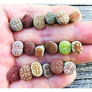 Pack of 10 Live Small Exotic Lithops Plant One Year Old Seedlings Perfect for Lithops Starter Great Terrarium Addition (Pack of 10 Seedlings)