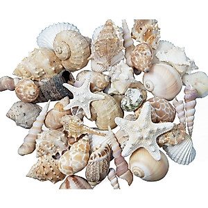 Tumbler Home Medium Sized Shells in a Delightful Mix of Whites, Tans and Pinks | 1 Pound | Perfect for Crafts, Beach Home Decor, Weddings, Vase Filler and Classrooms
