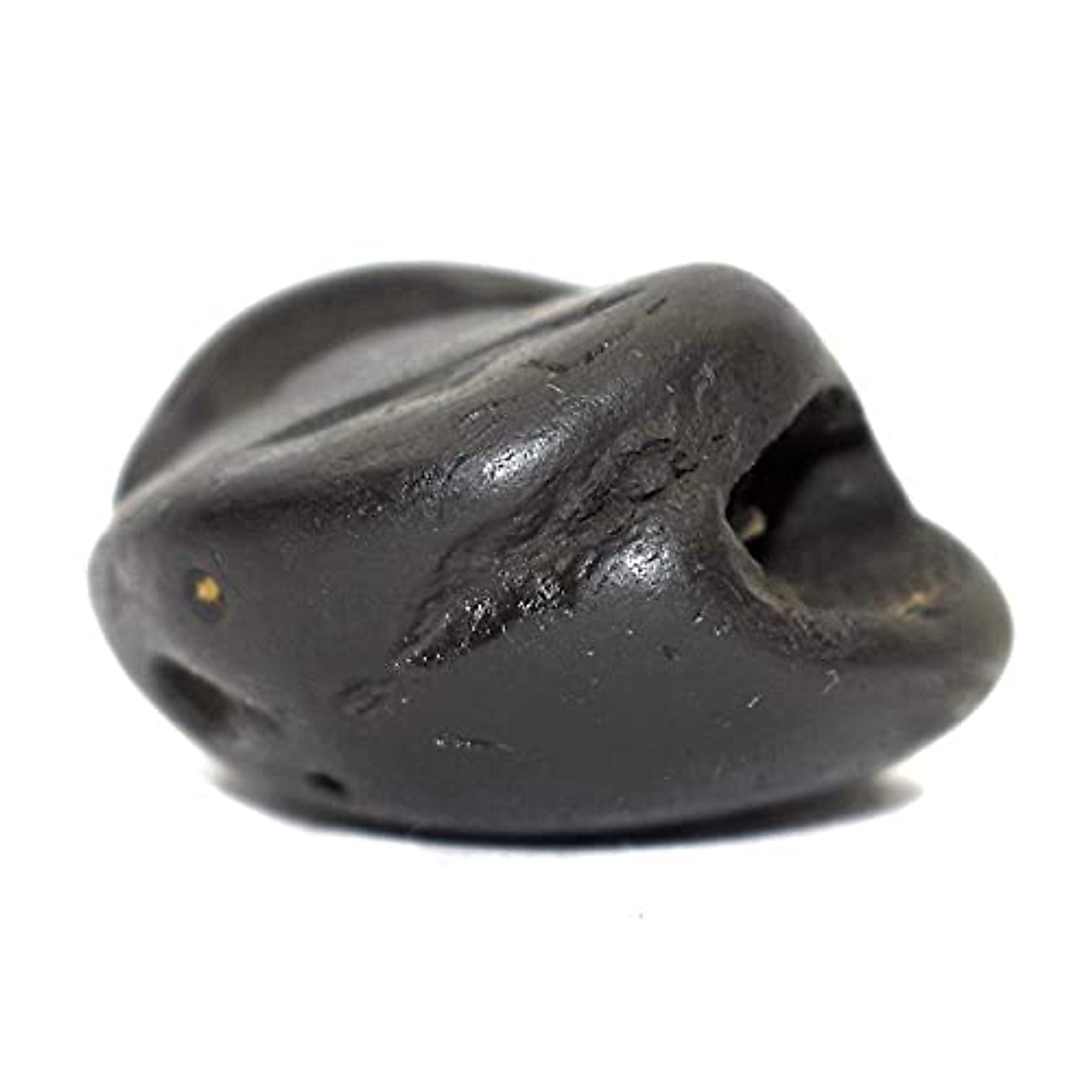Rudrakshguru TriVikrama Shaligram - Gandaki River Nepal