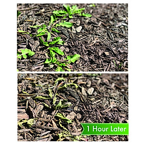 Energen Carolina LLC 579 Vinegar Weed & Grass Killer, Approved for Organic Production, Pet Safe, Glyphosate Free Herbicide, Quart, 1, Light Yellow