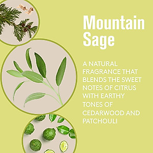 Barrel and Oak - All-In-One Body Wash, Men's Body Wash, Men's Soap for Hair, Face, & Body, Refreshing & Balanced Cleanser, Essential Oil-Based Scent, Cedar & Patchouli, Vegan (Mountain Sage, 16 oz)