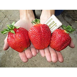 CEMEHA SEEDS - Giant Strawberry Fresca Everbearing Berries Indoor Non GMO Fruits for Planting