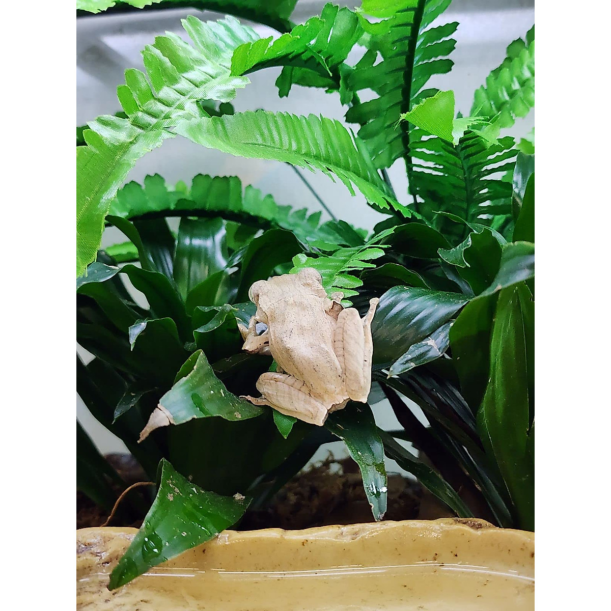 Josh's Frogs Tropical Artificial Reptile and Amphibian Plants (Fern)
