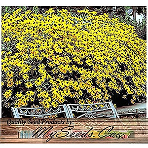 Big Pack - (100,000+) Black Eyed Susan Flower Seeds - Self Reseeds Rudbeckia hirta - Perfect Golden Cut Flowers - Flower Seeds by MySeeds.Co (Big Pack - Black Eyed Susan)