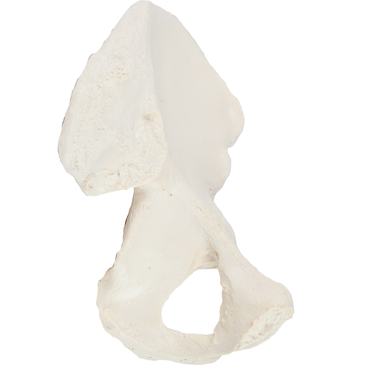 Axis Scientific Hip Bone Model | Left | Cast from a Real Human Coxal Bone l Hip Bone Model Has Realistic Texture and Important Bony Landmarks | Includes Product Manual