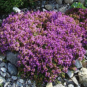 20000+ Magic Purple Creeping Thyme Seeds for Planting Ground Cover Plants Heirloom Flowers Perennial Thyme Non-GMO Thymus Serpyllum Seed