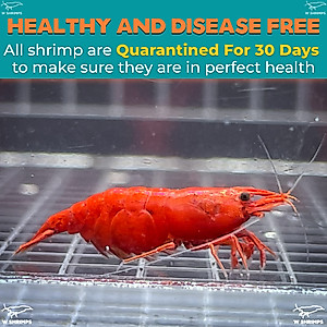 Ultra High Grade Fire Red Cherry Shrimps Neocaridina Live Freshwater Shrimp Aquarium Inverts by W Shrimps (10+2 Fire Red Shrimps)